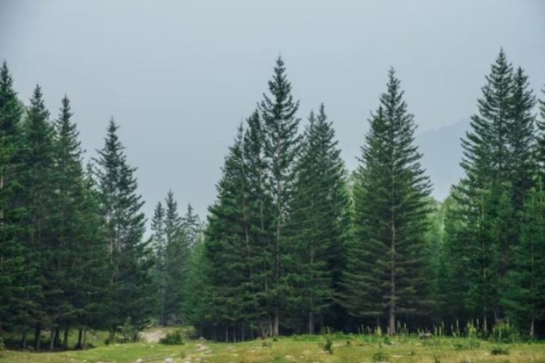 Pohon Pinus: Pilar Keseimbangan Ekosistem dan Kesejahteraan Ekonomi ...